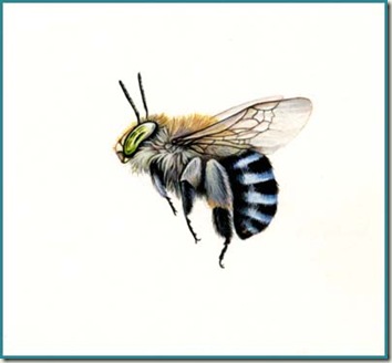 Bee No 10: Australian Blue Banded Bee: Amegilla cingulata – Pencil and Leaf